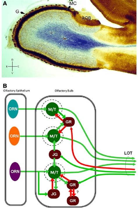 Neuronal Layers Types And Circuitry Of The Ob A Sagittal Section