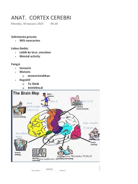 Anat Cortex Cerebri Pdf