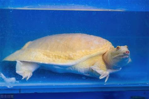 冬天的甲魚都是藏在哪裡？如何在野外尋找甲魚？ 每日頭條