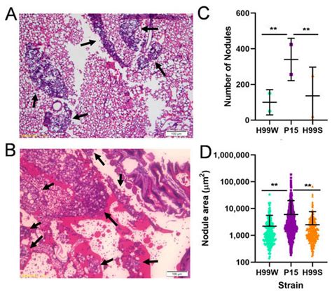 Pathogens Special Issue Pathogenesis Of Cryptococcus Neoformans