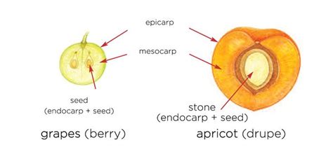 Drupe Fruit Examples