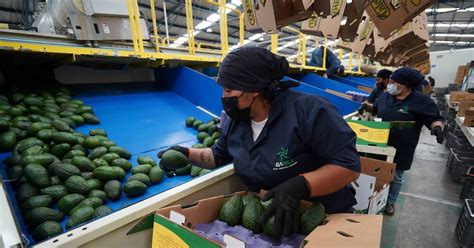 El Aguacate En La Mira Por Qué Algunos Chefs Internacionales Dejaron