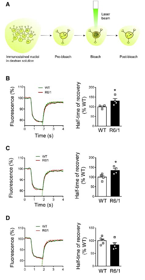 altered nuclear permeability in r6 1 mice striatal msns and hippocampal