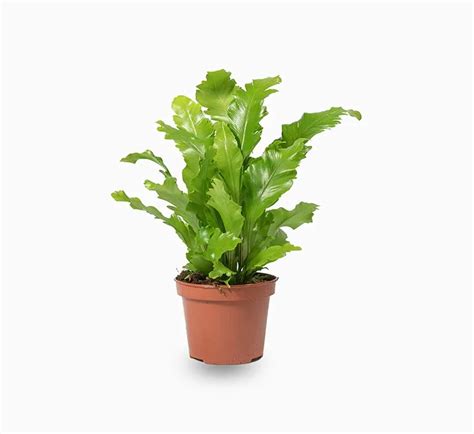 Asplenium Nidus Or Birds Nest Fern