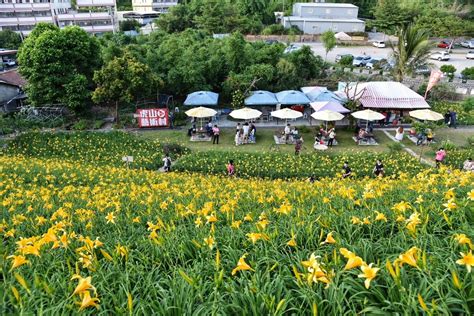 彰化｜虎山巖金針花：4~6月季節限定！三萬朵金針花海開滿山坡 輕旅行
