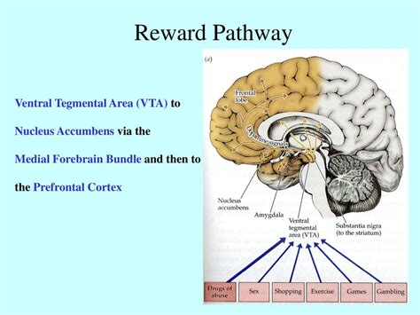 The Science Of Drug Action Ppt Download
