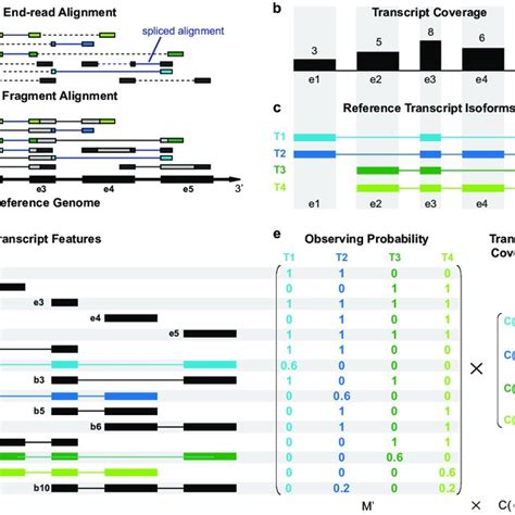Overview Of The Multisplice Model A Sequenced Rna Seq Short Reads Are