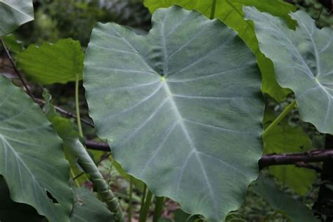 8 Outdoor Plants With Big Leaves With Pictures Ultimate Backyard