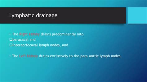Anatomy Of Male Urogenital System Pptx