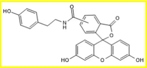绿色荧光试剂：tyramide Fluorescein，荧光素酪胺 哔哩哔哩