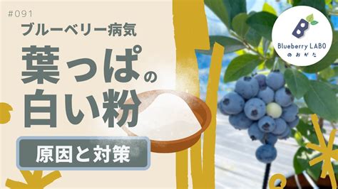 ブルーベリーの葉に白い粉？葉が白くなる原因と対策｜オリジナルの対策法も紹介【ブルーベリー栽培】 Youtube
