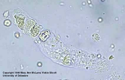 Cellular Cast