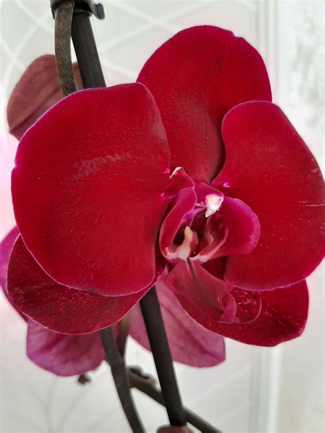 МИР ОРХИДЕЙ