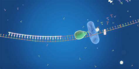 Real Time PCR Video Tutorials For Reagent Selection And Data Analysis