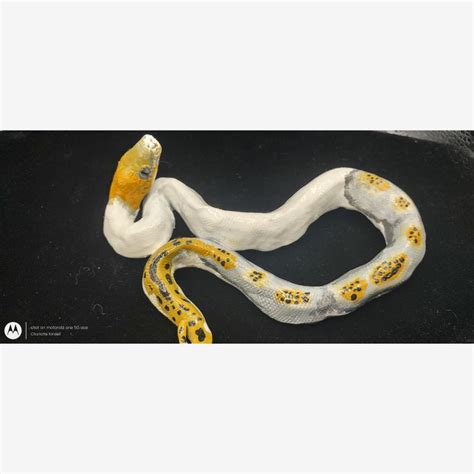 Art For Sale Reptiles For Sale Shows And Expos