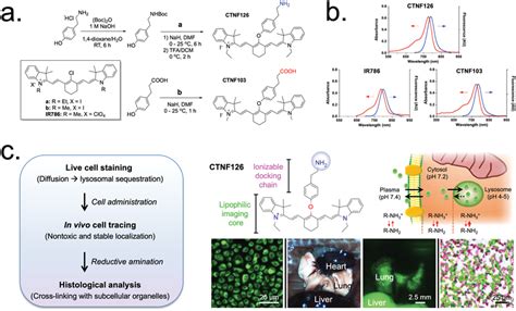 Design Of Lysosome‐targeted Nir Fluorophores A Synthetic Scheme Of Download Scientific