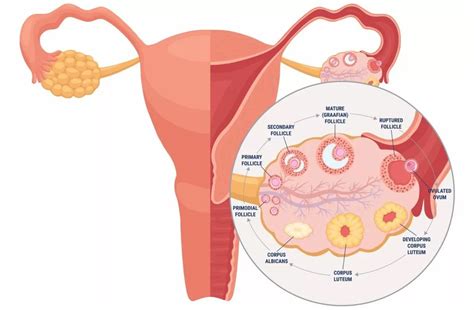 How To Improve Egg Quality In Fertility Sepalika