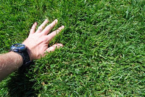 Fescue You Mean Theres More Than One Kind Purdue University