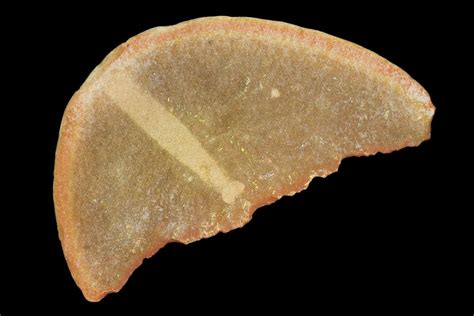 6 Fossil Arrow Worm Paucijaculum Posneg Illinois 120870 For