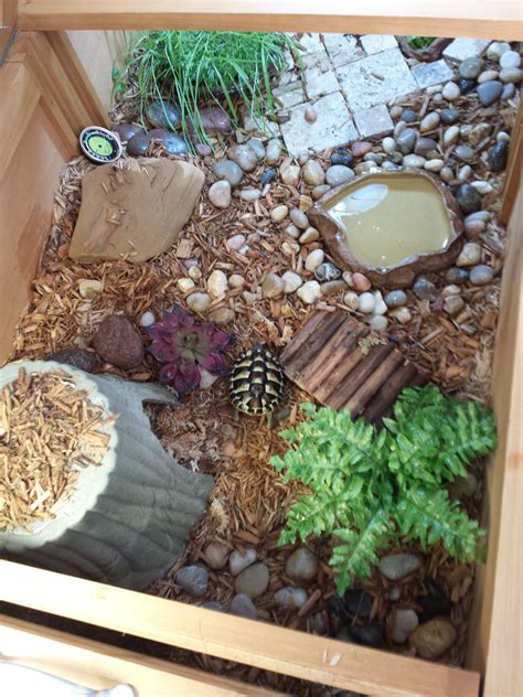 Tortoise Enclosure Artofit