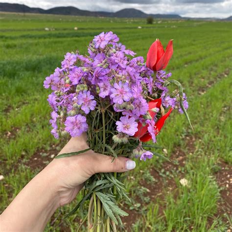 Selminteacher Youtube