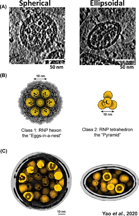 Packing Of The Ribonucleoprotein Rnp Complex Within Spherical And