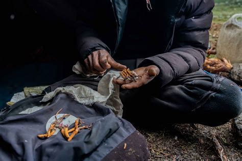 ‘the Last Of Us Sex Aid Mushrooms Are Fueling A Multibillion Dollar Market