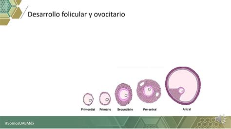 Ciclo Estral Conejos Presentado Por Axel Areli Ortiz Ruiz Youtube