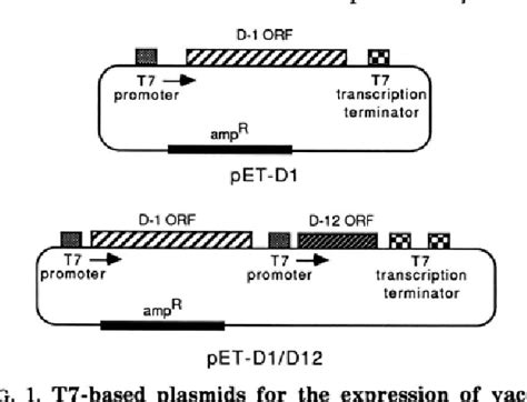 Figure 1 From Catalytic Activity Of Vaccinia Mrna Capping Enzyme Subunits Coexpressed In