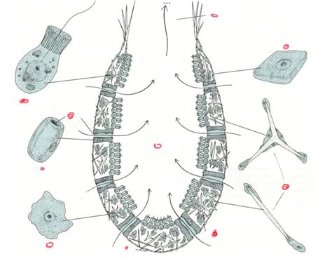 Sponge Cell Structure Quiz