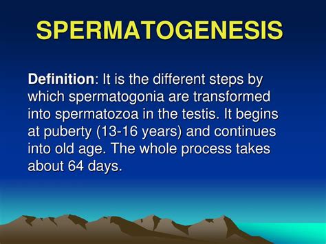 Ppt Spermatogenesis Powerpoint Presentation Free Download Id1718396