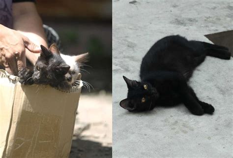 Si Bulus Tiba Tiba Terlebih Manja Asyik Nak Duduk Dekat Ini Mungkin