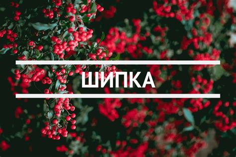 Шипка – bouroff
