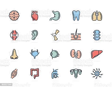 벡터 해부학 및 장기 컬러 라인 아이콘의 집합입니다 신경 음 경 자 궁 소장 근육 코 방광 눈 간 신장 심장 뇌 위 치아 폐 관절 귀 뼈 머리 등뼈 및 더 건강 진단에 대한