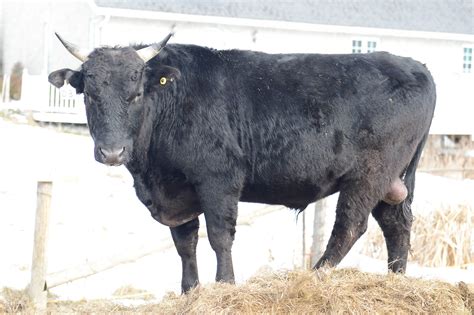 Breeding Otter Creek Farms