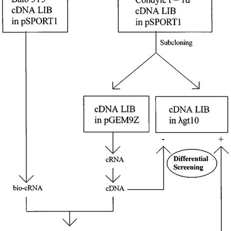 Schematic Representation Of The Cdna Library Based Strategy For