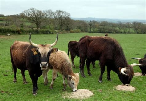 Nazi Cows Are Aggressive Mirror Online