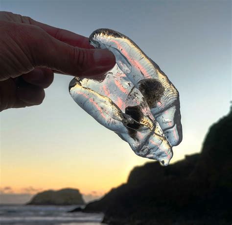 Strange Creatures Cast Ashore Salps Oregon Marine Reserves