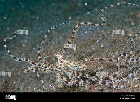Mimic Octopus Thaumoctopus Mimicus Raising Tentacles On Sand Rojas