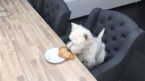 9 Signs Youre Completely Obsessed With Westie Sonderlives