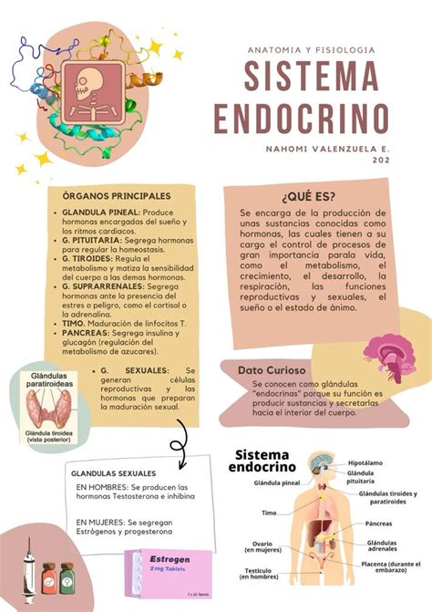 Infografía Sistema Endocrino Sistema Endocrino Anatomia Y Fisiologia