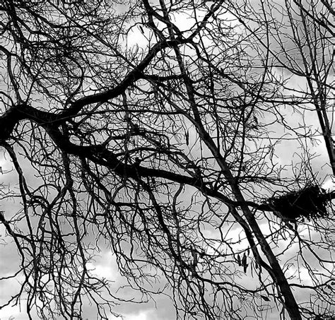 Squirrel Nest In Tree Branches Be Refined Site Gallery Of Photos