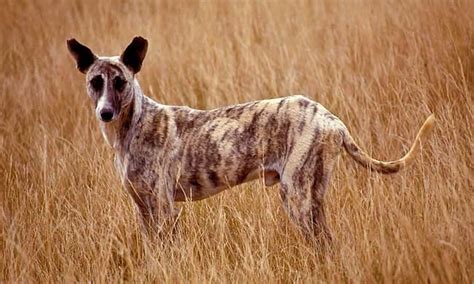 Razas De Perros Africanos Con Fotos Razasdeperros
