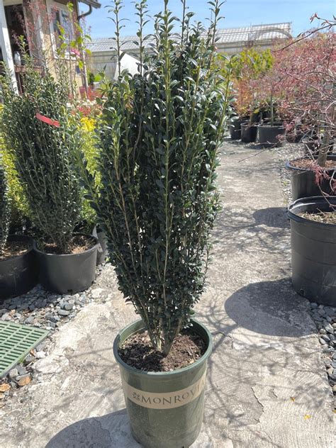 Japanese Holly Sky Pencil Watsons Greenhouse