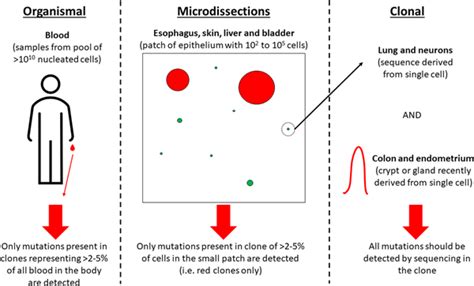 Illustration Showing How Tissue Sampling Can Affect The Ability To