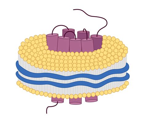 Nanodiscs A Versatile Platform For Membrane Protein Research
