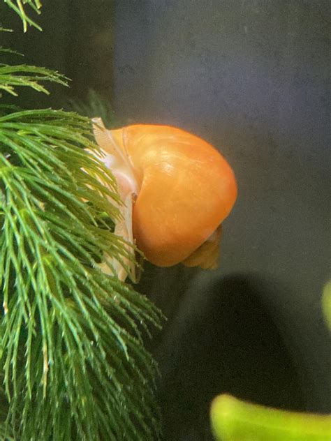 Ginger Update Sad News Sip Ginger 💔 You Fought So Hard Raquaticsnails