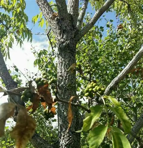 黄菠萝的花语代表什么意思 绿宝园林网
