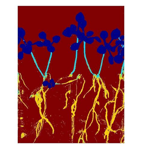 Matlab Algorithm That Segments Different Parts Of Plants Freelancer