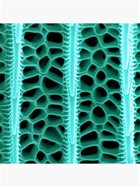 Butterfly Under Electron Microscope